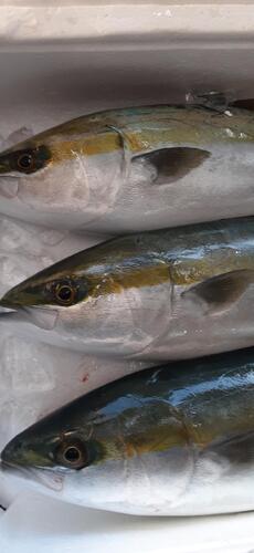 活〆ツバス8.5kg前後8入約8kg(釣)【業務用の鮮魚仕入れならウーオ】