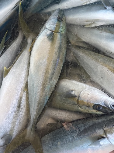 ヒラマサ5.8-6.7k3入約6kg(定置)【業務用の鮮魚仕入れならウーオ】