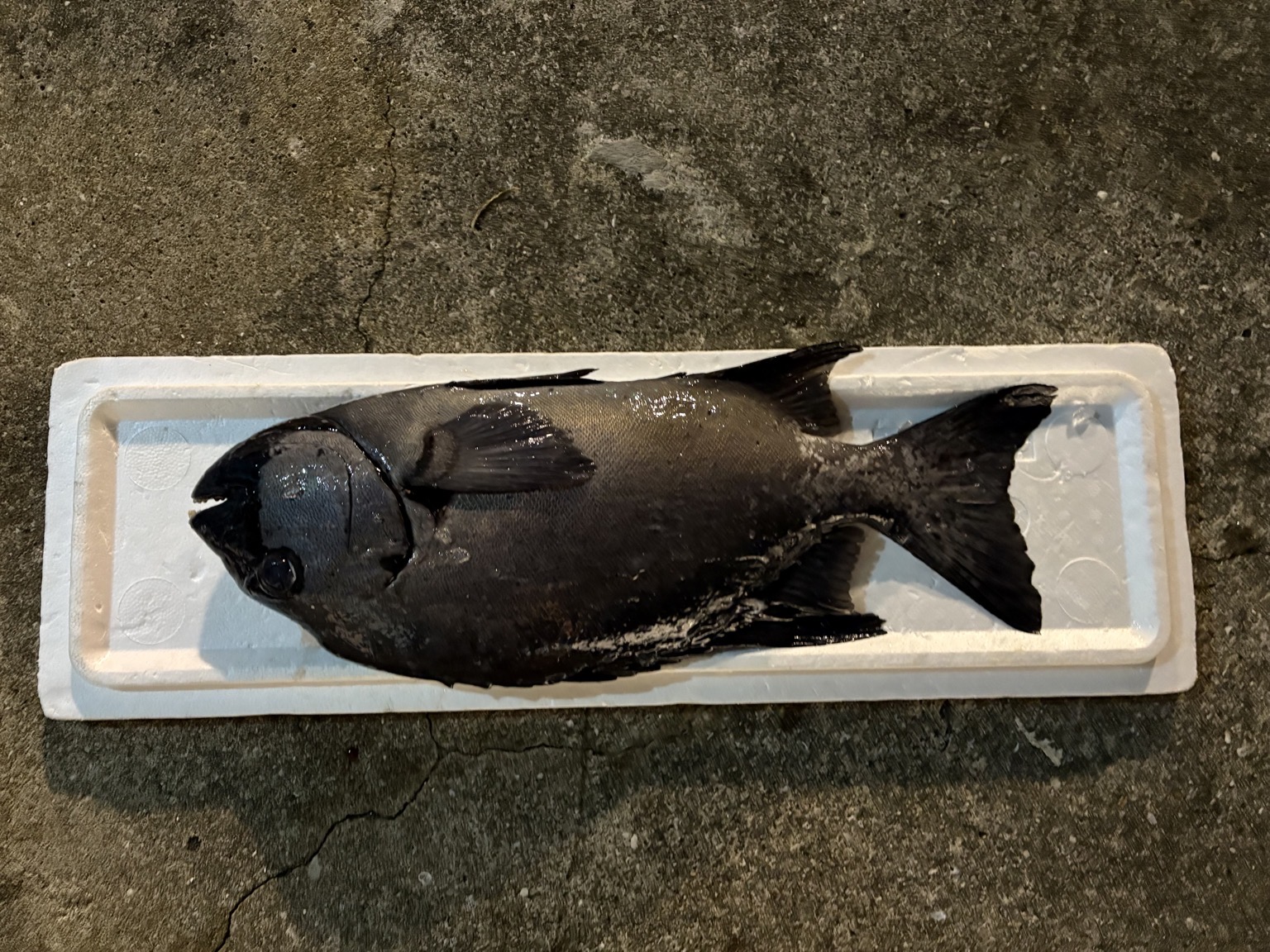 活〆イシダイ【特大】2入約10.7kg(銛突)【業務用の鮮魚仕入れならウーオ】