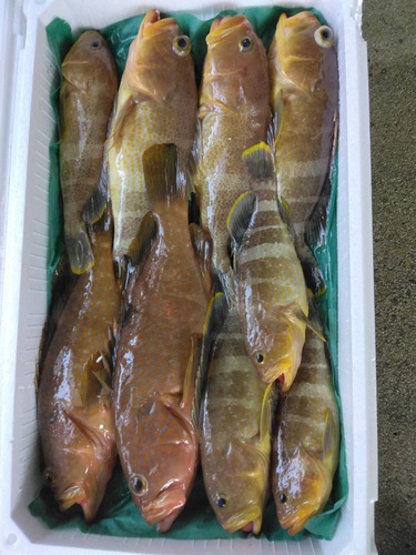 活〆鮮魚BOX9入約3.8kg(釣)【業務用の鮮魚仕入れならウーオ】