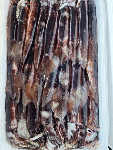 スルメイカ25入約6kg(底曳) | UUUO(ウーオ)