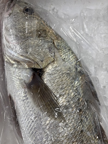 ニベ1入約3.6kg(底曳)【業務用の鮮魚仕入れならウーオ】