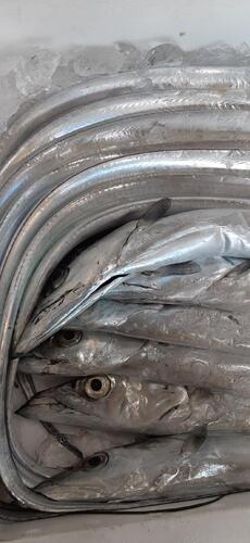 タチウオ15入約5kg(釣)【業務用の鮮魚仕入れならウーオ】