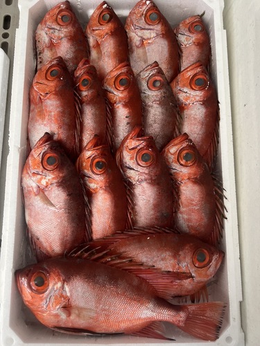 チカメキントキ15入約5kg(底曳)【業務用の鮮魚仕入れならウーオ】