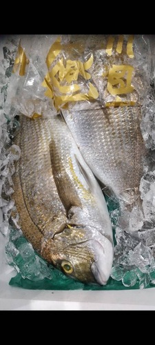 ヘダイ12〜14入位約5kg(定置)【業務用の鮮魚仕入れならウーオ】