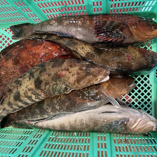 神経〆アイナメ1kg前後6入約6kg(底曳)【業務用の鮮魚仕入れならウーオ】