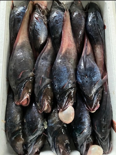 ドンコ8/12入4.5/5k約5kg(釣)【業務用の鮮魚仕入れならウーオ】