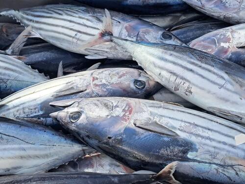 カツオ4入/9-10k/巻き網約9kg | UUUO(ウーオ)