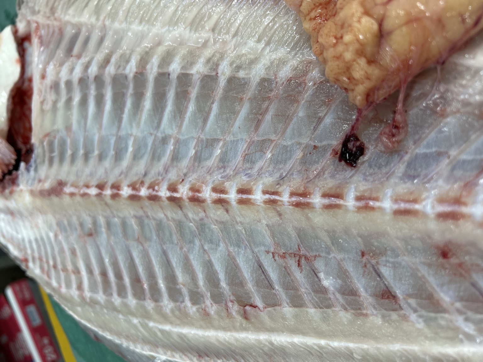 活〆ヒラメ1入約6kg(底曳)【業務用の鮮魚仕入れならウーオ】