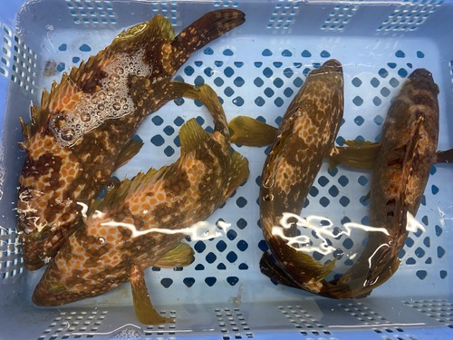 活キジハタ(アコウ)(釣)【業務用の鮮魚仕入れならウーオ】