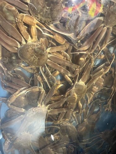 松葉ガニ3入約2.3kg【業務用の鮮魚仕入れならウーオ】