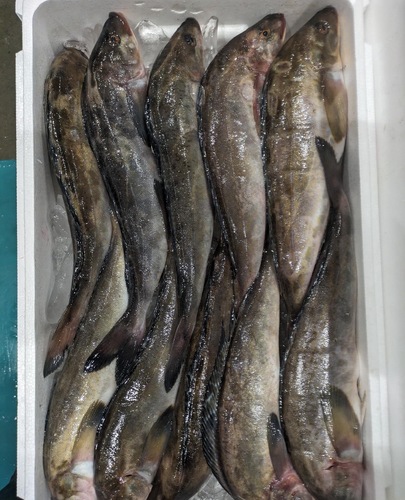 ホッケ10〜15入 約5kg(定置)【業務用の鮮魚仕入れならウーオ】