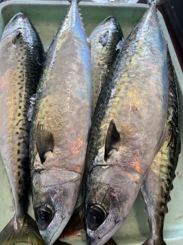 マサバ5入約3.9kg(定置)【業務用の鮮魚仕入れならウーオ】