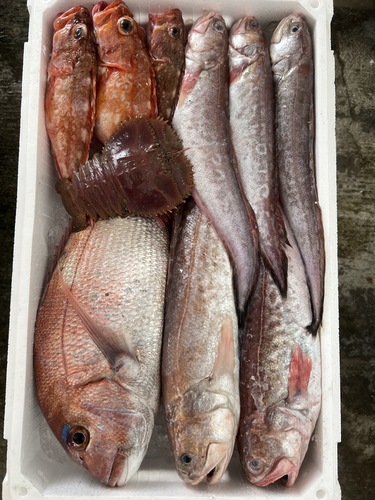 鮮魚BOX約5.5kg(底曳)【業務用の鮮魚仕入れならウーオ】