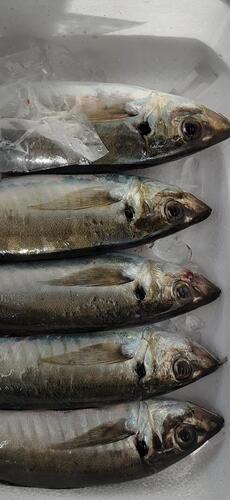 活〆マルアジ10入約2.2kg(釣) | UUUO(ウーオ)