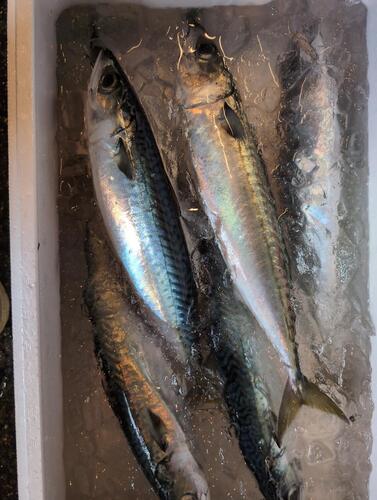 マサバ6入約2.6kg(定置) | UUUO(ウーオ)