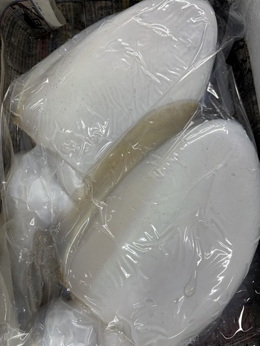 活〆モンゴウイカ2入約3kg(底曳)【業務用の鮮魚仕入れならウーオ】