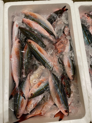 タカサゴ200g〜300g主体約5kg(巻網)【業務用の鮮魚仕入れならウーオ】