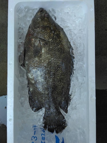 活〆マツダイ1入約3.5kg(定置)【業務用の鮮魚仕入れならウーオ】