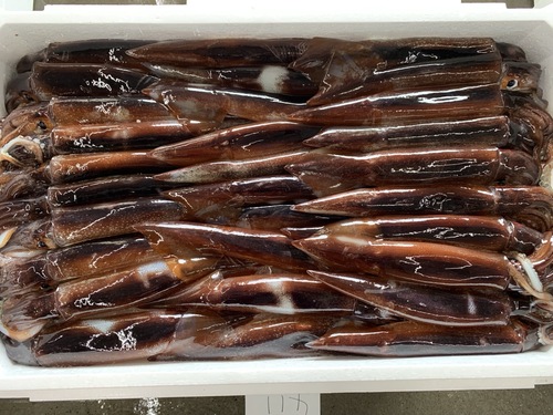 スルメイカ30入約4kg(釣) | UUUO(ウーオ)