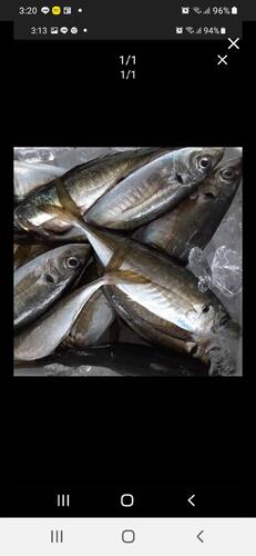 マアジ160g前後4.0kg×2合約8kg(定置)【業務用の鮮魚仕入れならウーオ】