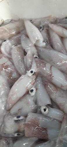 ジンドウイカ(底曳) | UUUO(ウーオ)