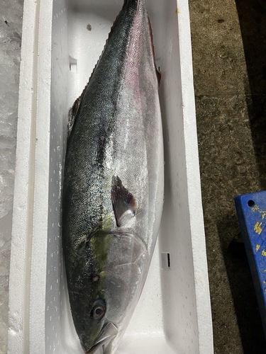 ブリ1入約11.5kg(定置)【業務用の鮮魚仕入れならウーオ】