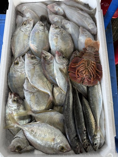 鮮魚BOX約6kg(底曳)【業務用の鮮魚仕入れならウーオ】