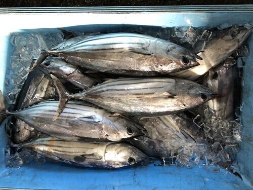 カツオ日戻り夕方競り。2.5〜3.0サイズ3入約8.3kg(釣)【業務用の鮮魚仕入れならウーオ】