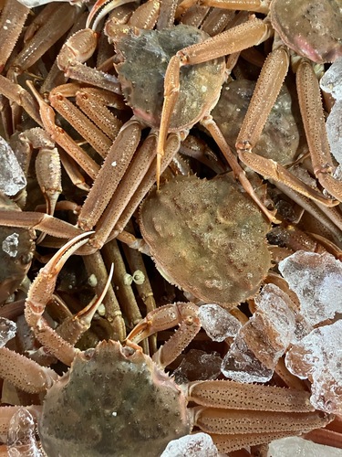 オオズワイガニ20入約5kg(沿岸)【業務用の鮮魚仕入れならウーオ】