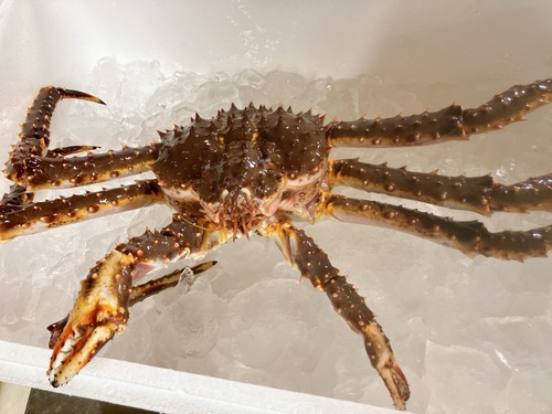 活タラバガニ1,6-1,9kg1入約1.6kg(底曳)【業務用の鮮魚仕入れならウーオ】