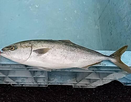 ツバス5入約5kg(定置) | UUUO(ウーオ)