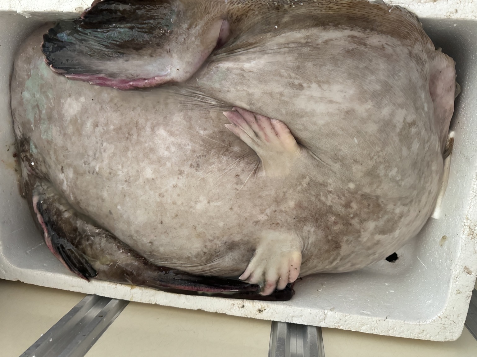 アンコウ(底曳) | UUUO(ウーオ)