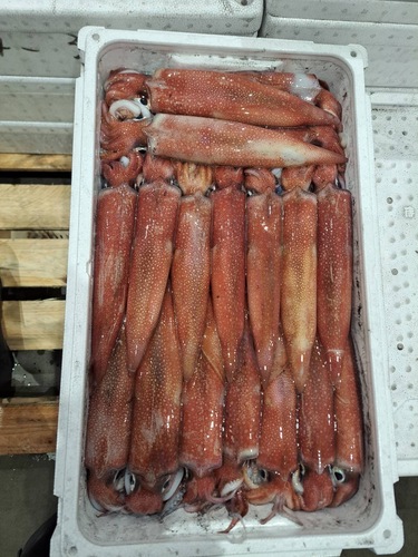 ケンサキイカ2段半18入位約4kg(釣)【業務用の鮮魚仕入れならウーオ】