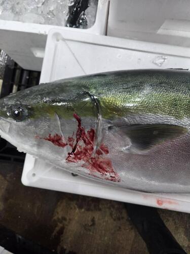 活〆ブリ10-12k1入約11kg(定置)【業務用の鮮魚仕入れならウーオ】