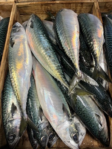 マサバ4.5k/5k6入約4.5kg(沿岸)【業務用の鮮魚仕入れならウーオ】