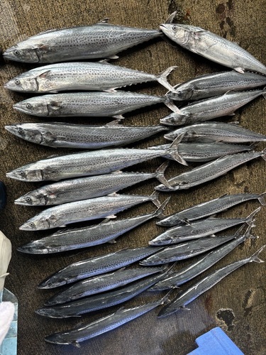 活〆サワラ4.3-5.6k2入約4.6kg(定置)【業務用の鮮魚仕入れならウーオ】