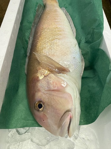 活〆シロアマダイ(釣)【業務用の鮮魚仕入れならウーオ】