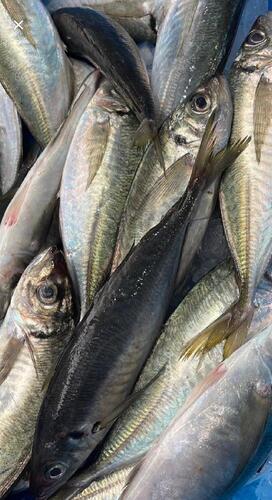 マアジ5/8入約3kg(定置)【業務用の鮮魚仕入れならウーオ】