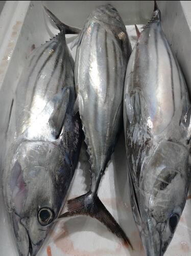 カツオ2.5/2.8k1入約2.5kg(釣)【業務用の鮮魚仕入れならウーオ】