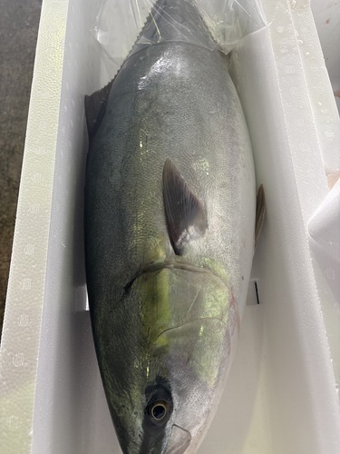 ブリ10-13k台脂質19%アップ1入約12.9kg(定置)【業務用の鮮魚仕入れならウーオ】
