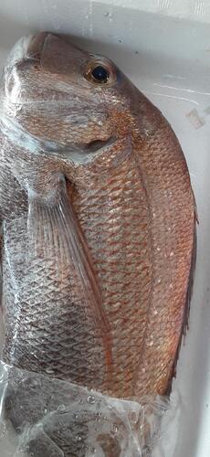 神経〆マダイ7.0kg前後5入約7kg(定置)【業務用の鮮魚仕入れならウーオ】