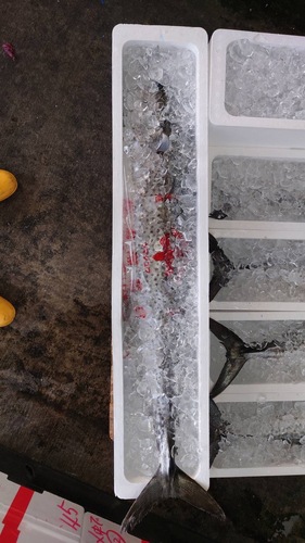 サワラ1入3k台約3kg(巻網)【業務用の鮮魚仕入れならウーオ】