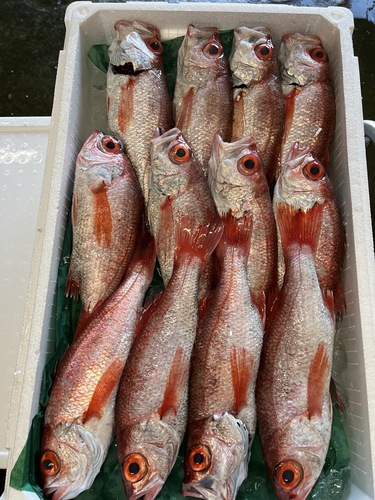 アカムツ13入約2.6kg(底曳) | UUUO(ウーオ)