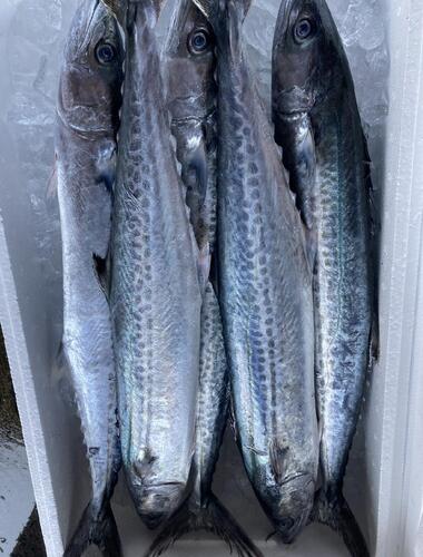 サワラ約3/4k1入約3kg(定置)【業務用の鮮魚仕入れならウーオ】