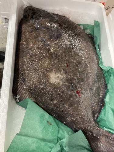 サメガレイ2-4k1入約3kg【業務用の鮮魚仕入れならウーオ】