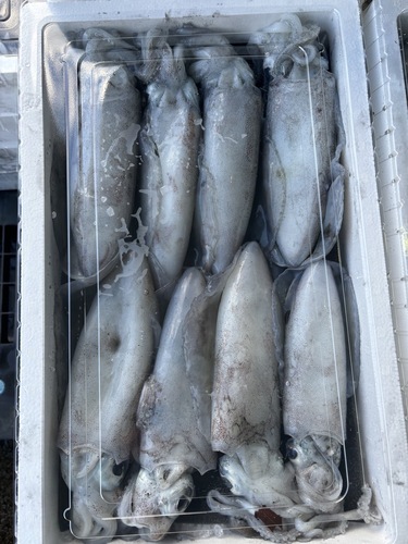 アオリイカ8-11入前後約4kg(定置)【業務用の鮮魚仕入れならウーオ】