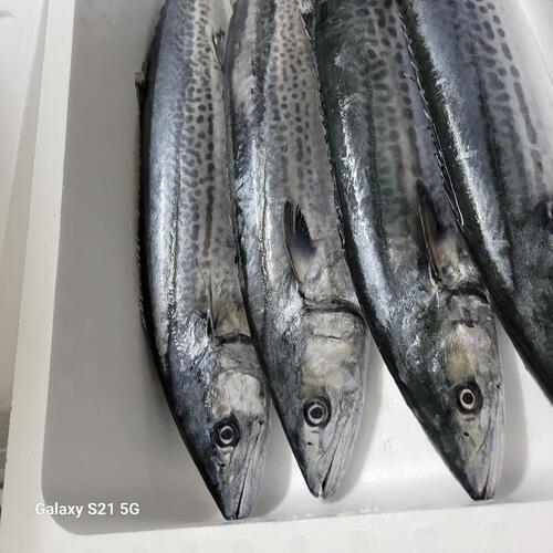 サワラ小1.3キロ4入約5.41kg【業務用の鮮魚仕入れならウーオ】