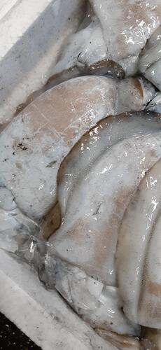 コウイカ(定置) | UUUO(ウーオ)