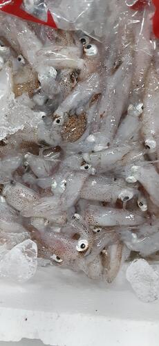 ジンドウイカ約5.1kg(底曳)【業務用の鮮魚仕入れならウーオ】